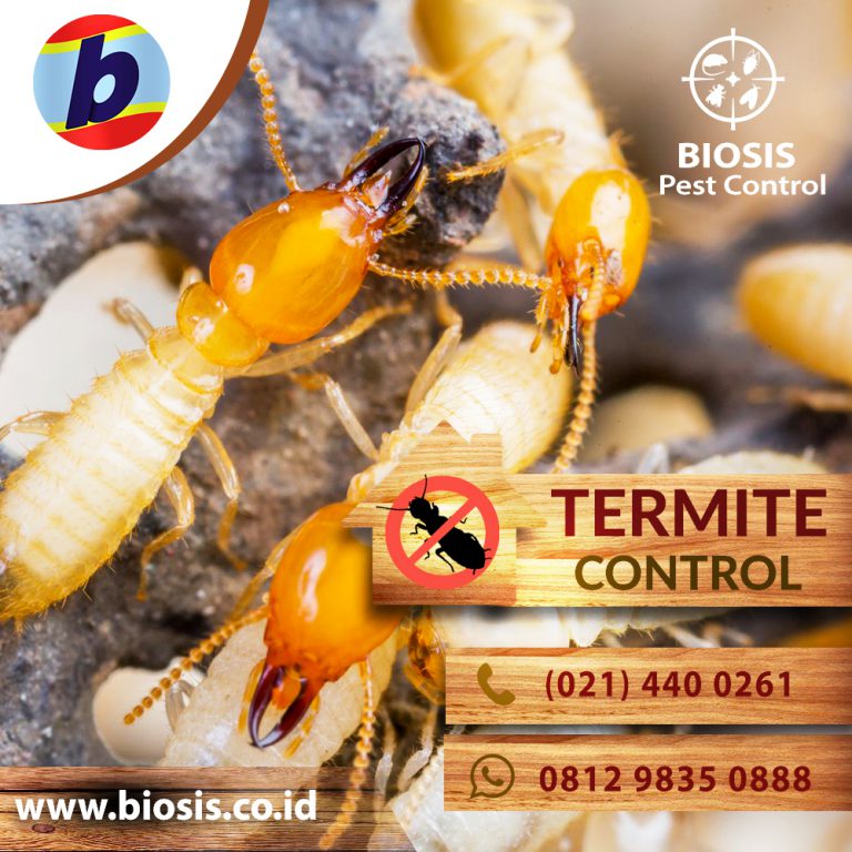 Tanda-tanda kedatangan Rayap dirumah atau ditempat kerja Anda