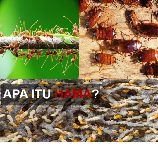 mengenal hama - Jasa Cleaning service, Pest control, Landscaping, MEP ...